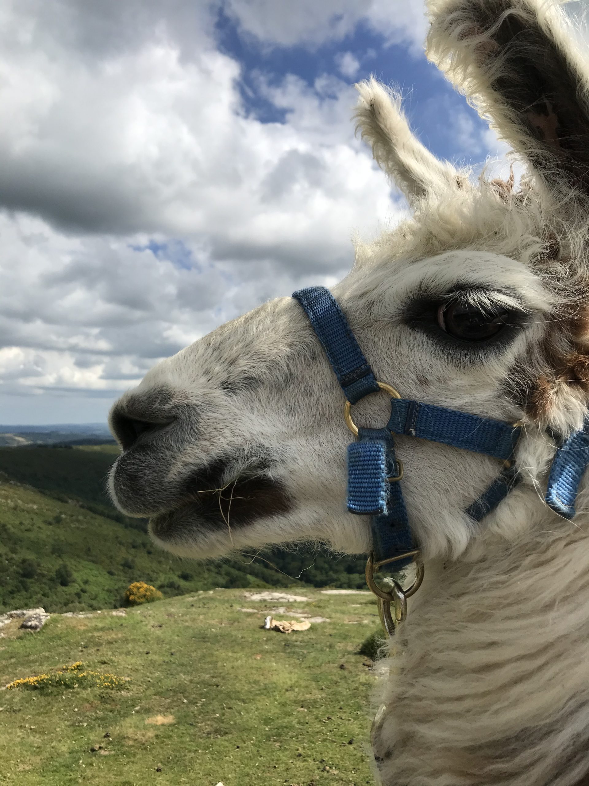 Llama Walks on Dartmoor in Devon | Alpaca & Llama Trekking Devon