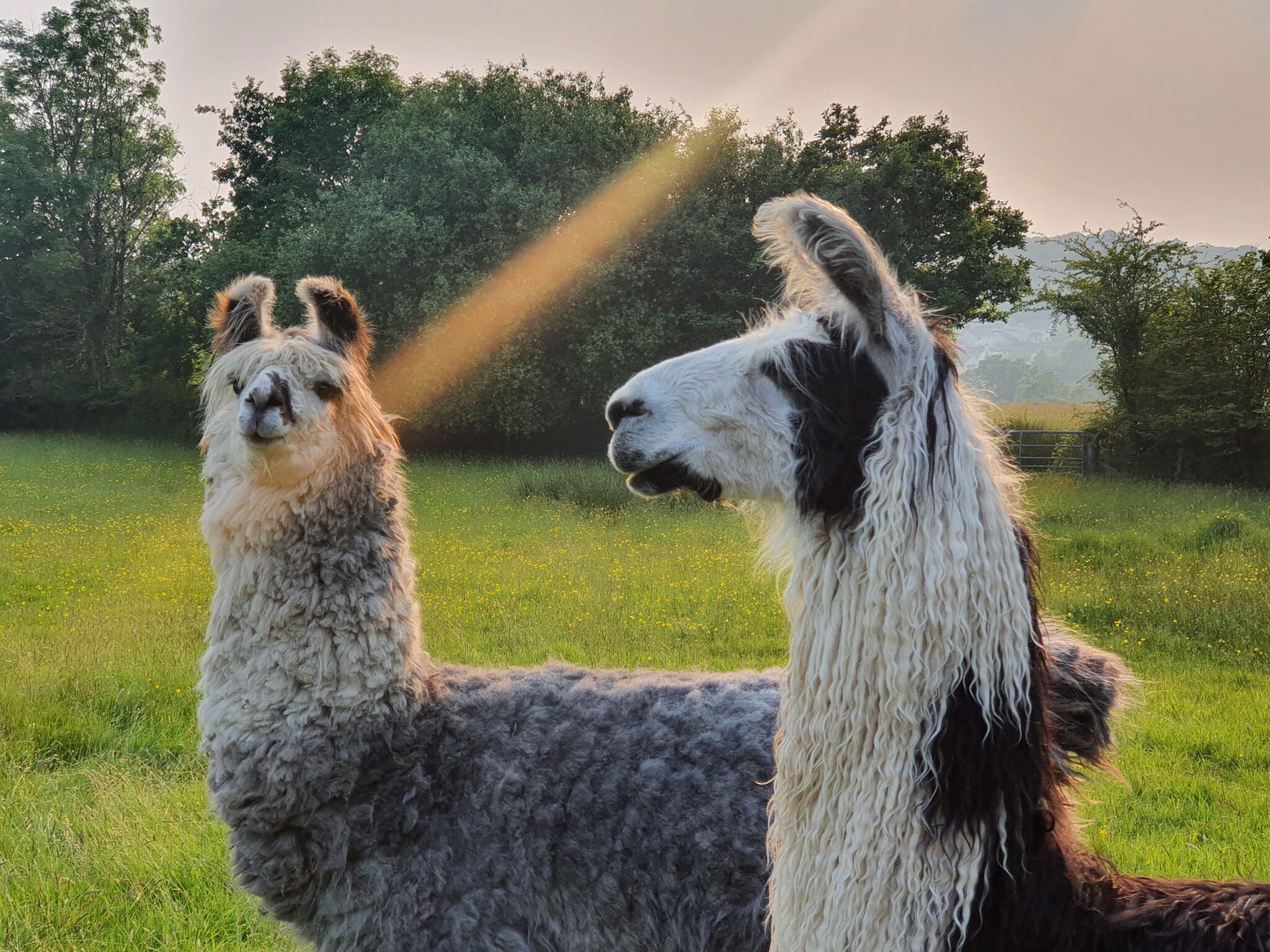 Meet our Alpaca & Llama Walking & Trekking Team